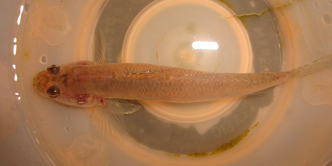 Ikan Sungai Mahakam: Puyau (Osteochilus hasselti)