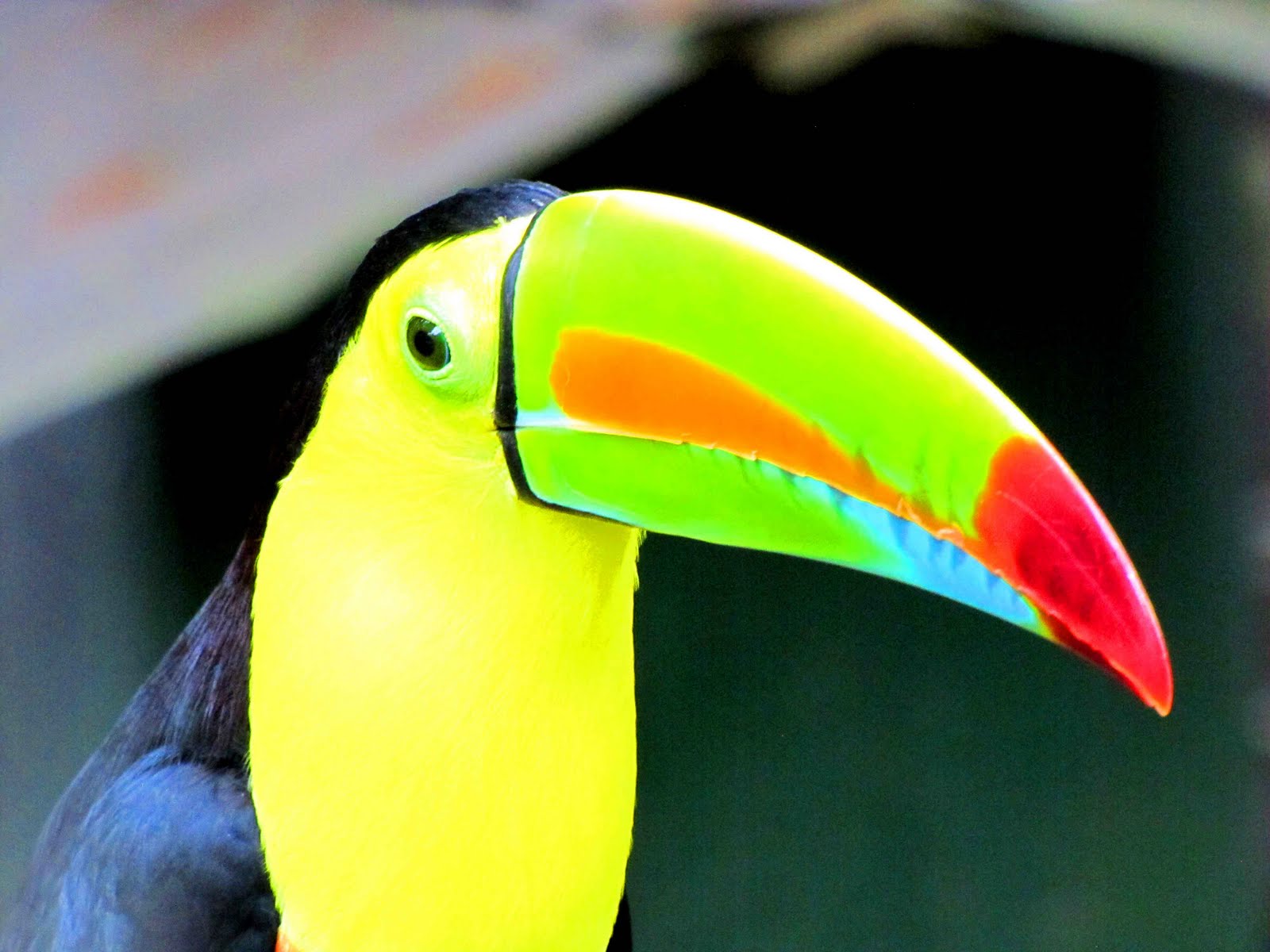 Ojos Latinos: Grupo # 1 Zoologico