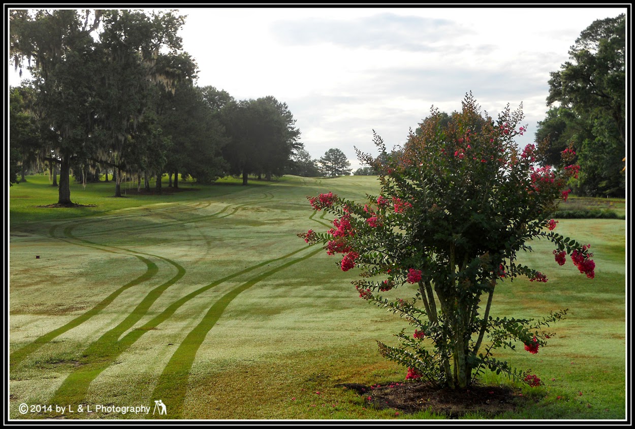 Ocala, Central Florida & Beyond: Scene from the Ocala National Golf Club