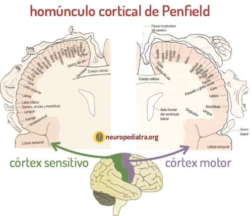 Neuropsicología: ¿Qué importancia tiene en nosotros el homúnculo de ...
