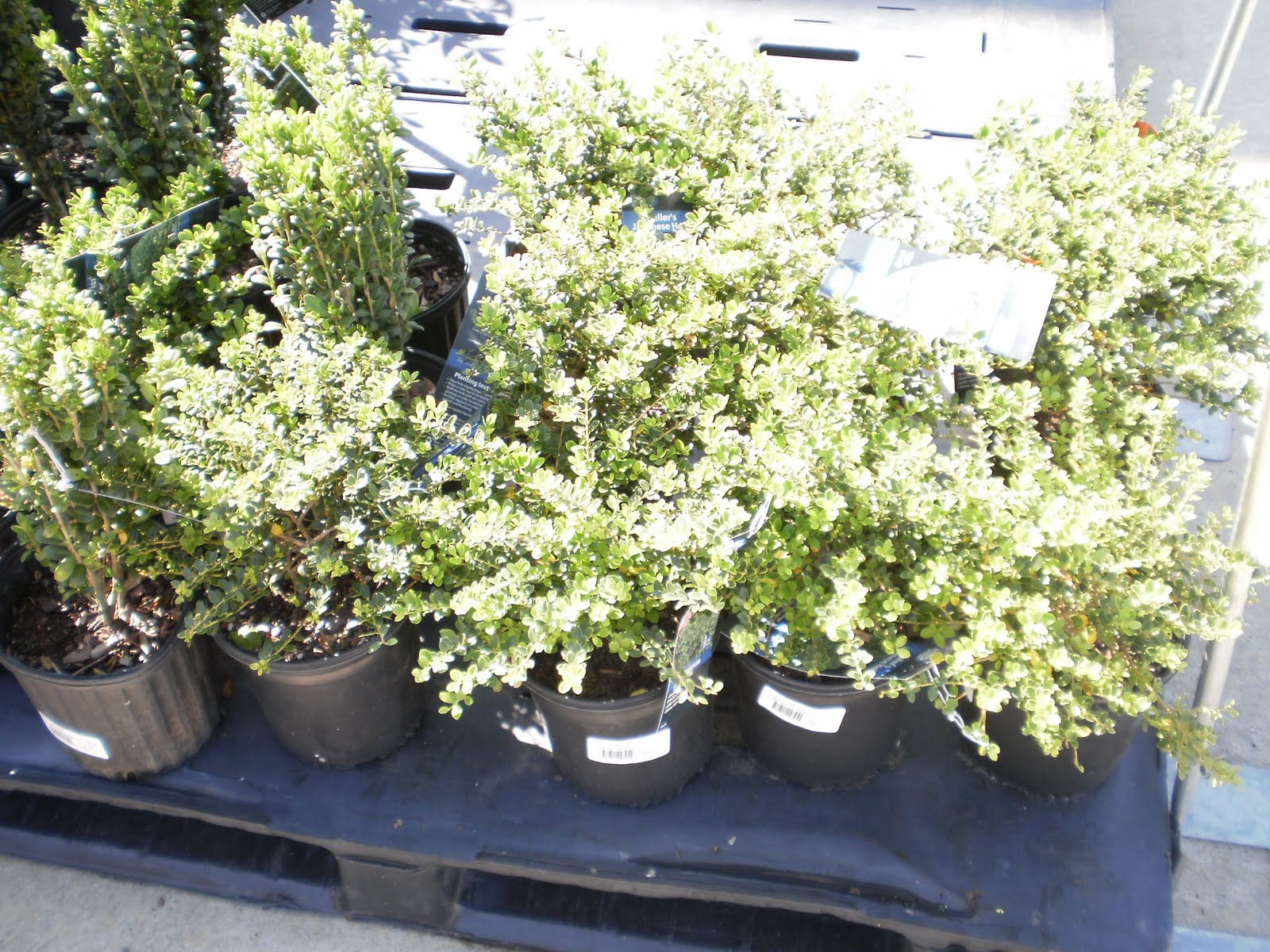 LandScape&Gardening4u: Sky Pencil Japanese Holly, Japanese Holly