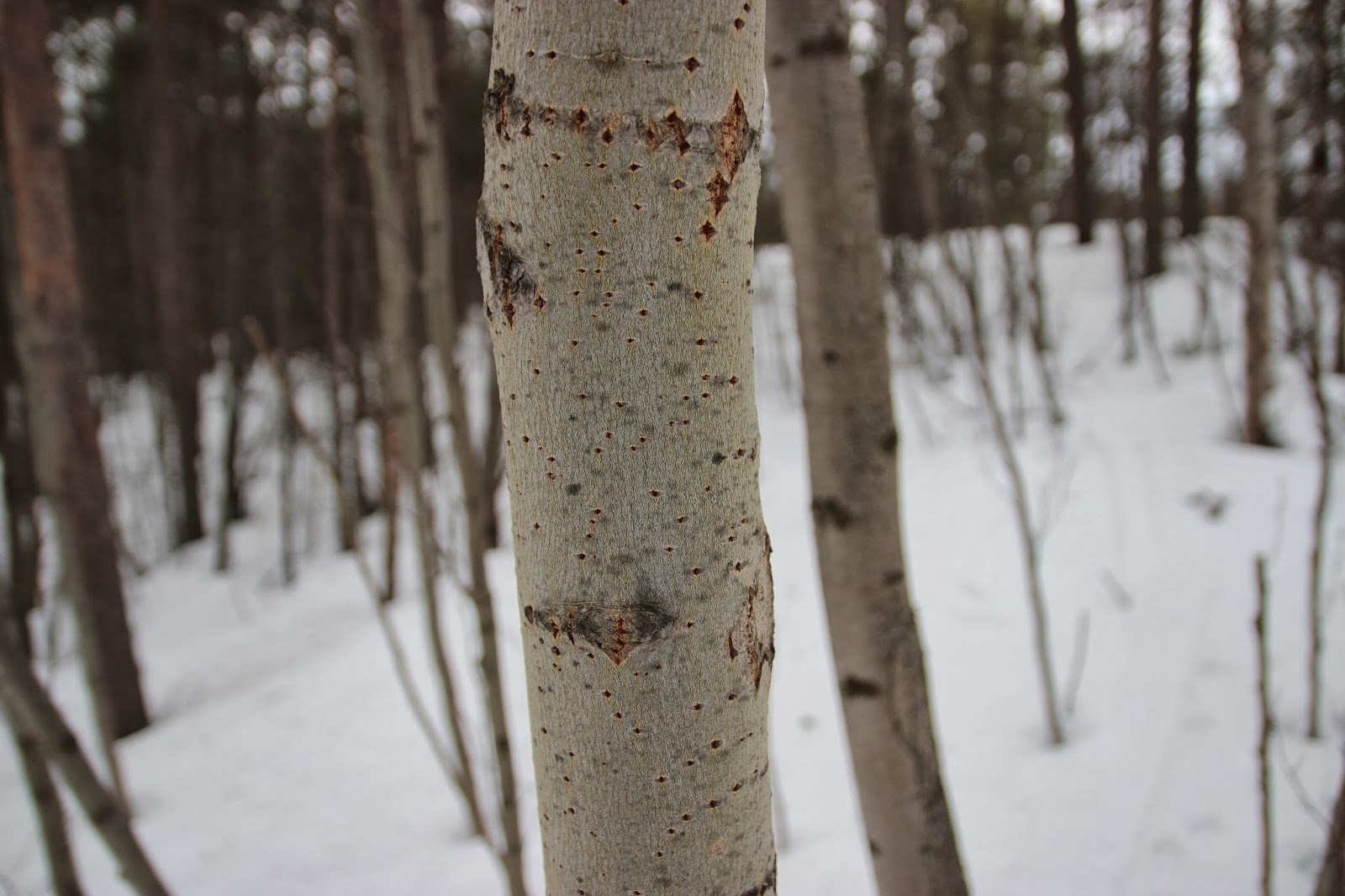 Bestemmelse av løvtre om vinteren