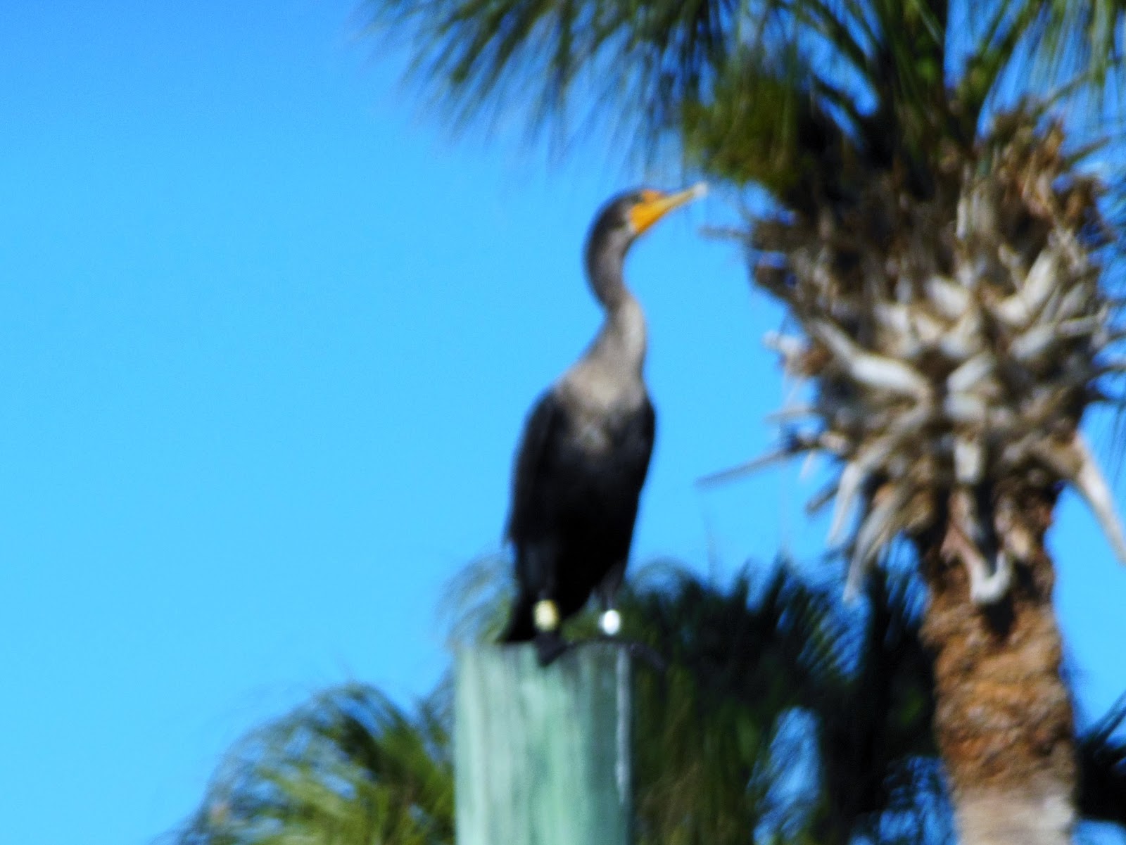 R and R travels: Some Birds of SW Florida