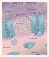 Biology Journal: Cell Structure and Function