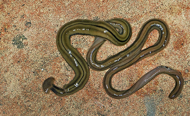 France is attacked by giant predatory worms