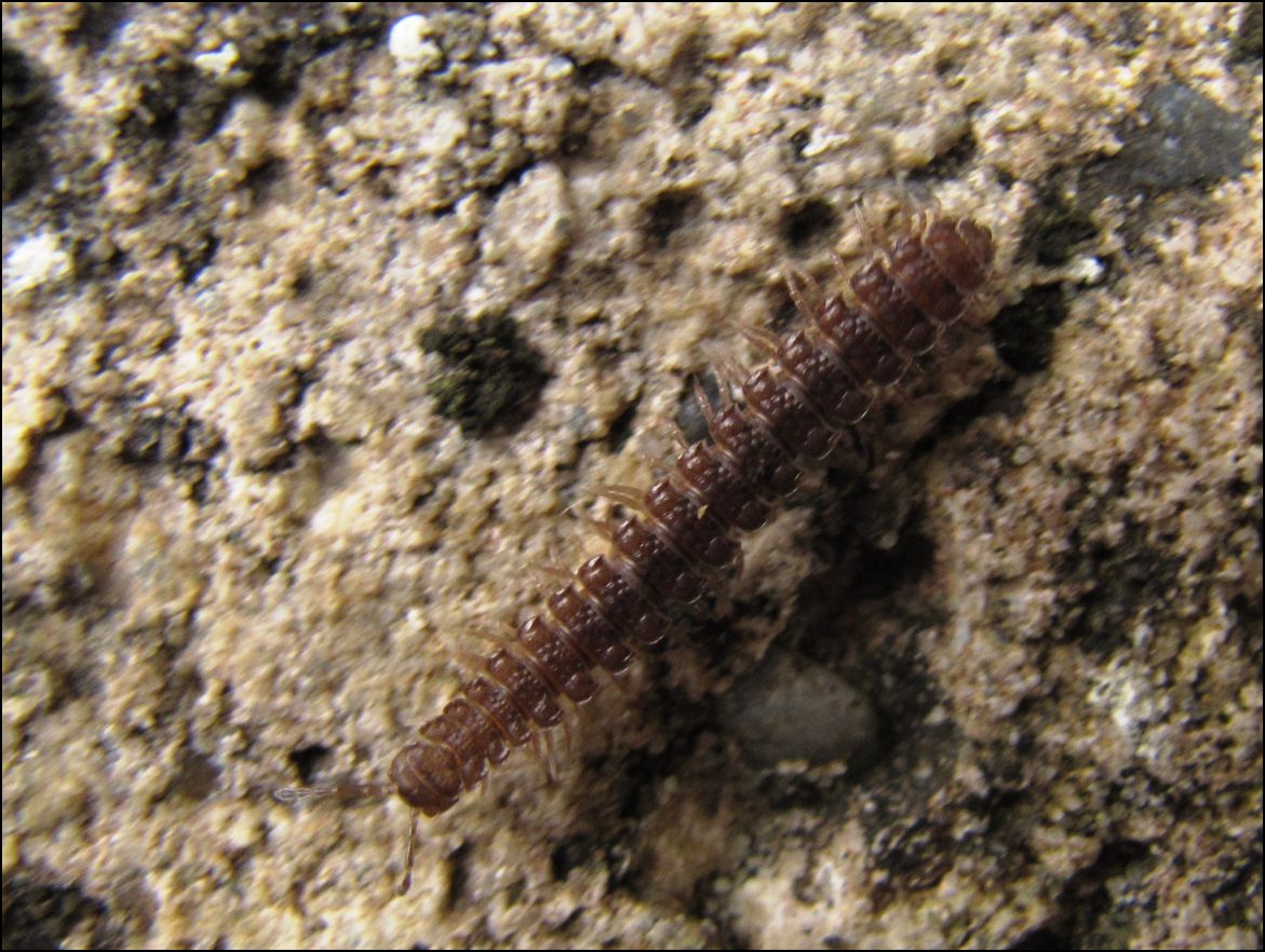 Islay Natural History Trust: Centipede sp.? No - I think this is Flat ...