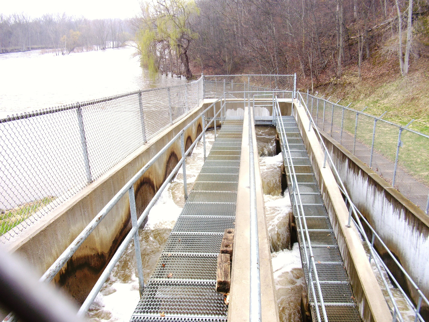 Michigan Steelhead Report: Webber Dam