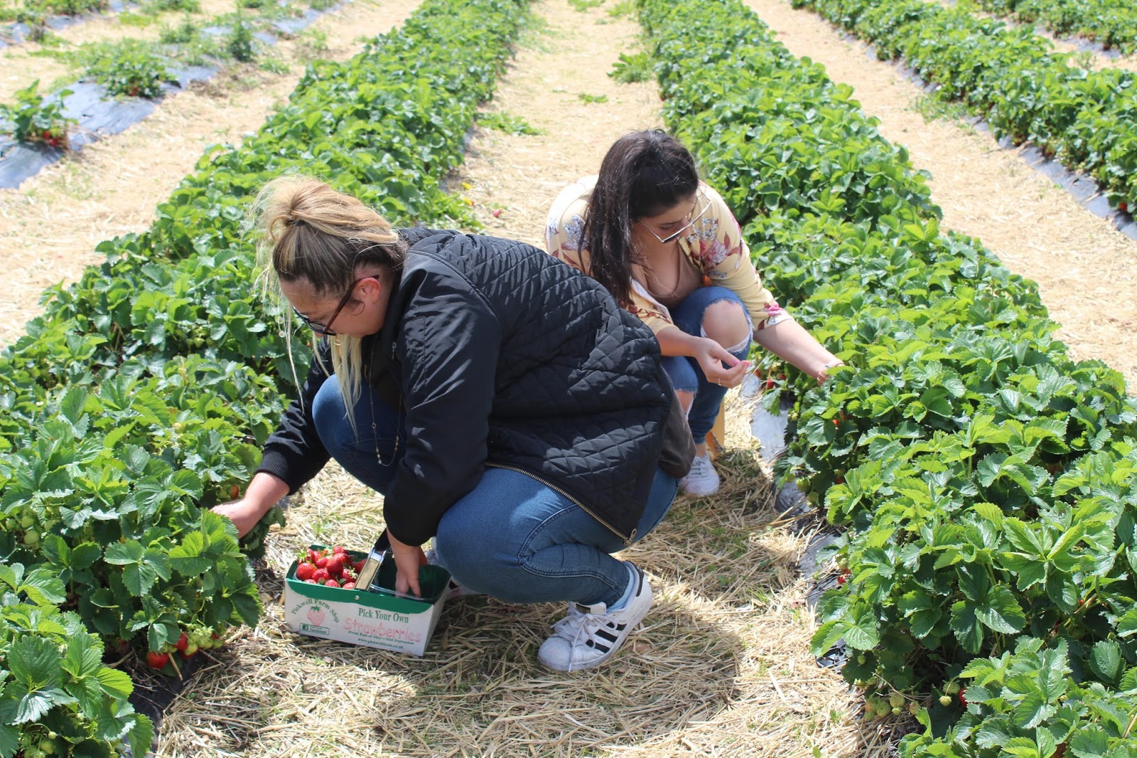 Strawberry Picking at Pickwell Farm | Alice Anne