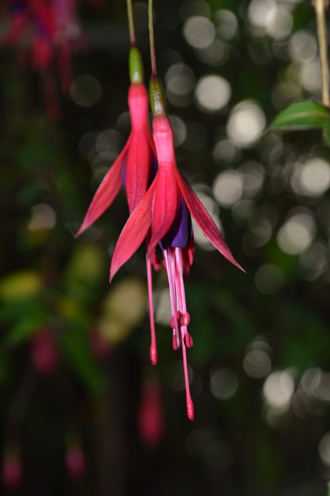 Queen Anne Bees: The Warrior Bees Are Early This Year