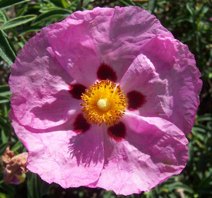 The 2 Minute Gardener: Photo - Orchid Rockrose (Cistus x purpureus)