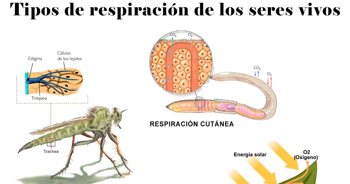 RESPIRACIÓN EN LOS SERES VIVOS