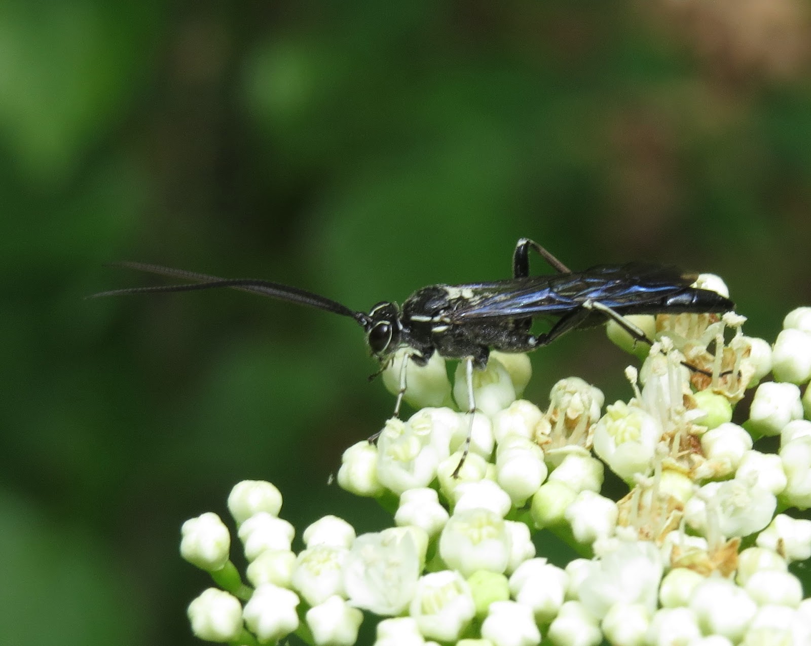 Bug Eric: Eight Illinois Wasp and Bee Mimics in Twenty Minutes