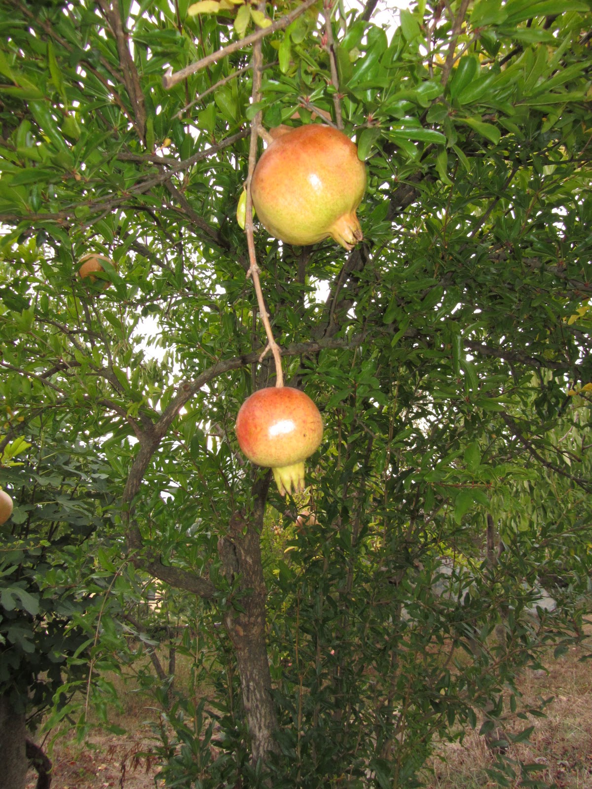 MacInnis Family Adventure 2011: Sora - Italy Farm Stay