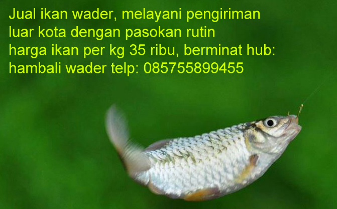 SENTRA SAYUR SAYURAN: Agustus 2012