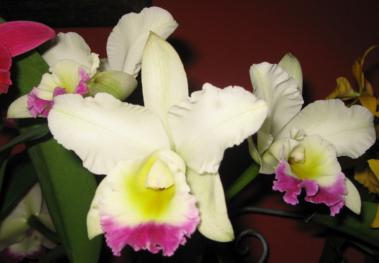 Orquídeas Blog de Angel Mar: Cattleyas en flor