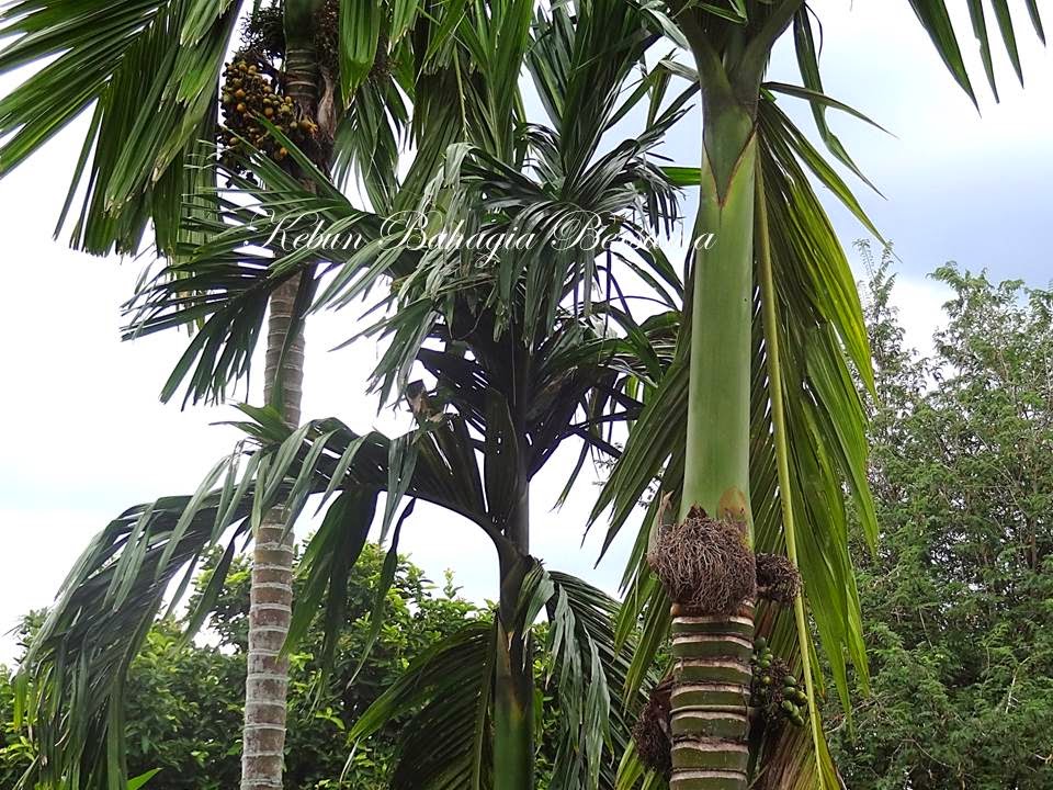 Kebun Bahagia Bersama: Buah Pinang Muda Natural Viagra