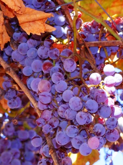 Ode to Catawba Wine ~ The Wine Stalker