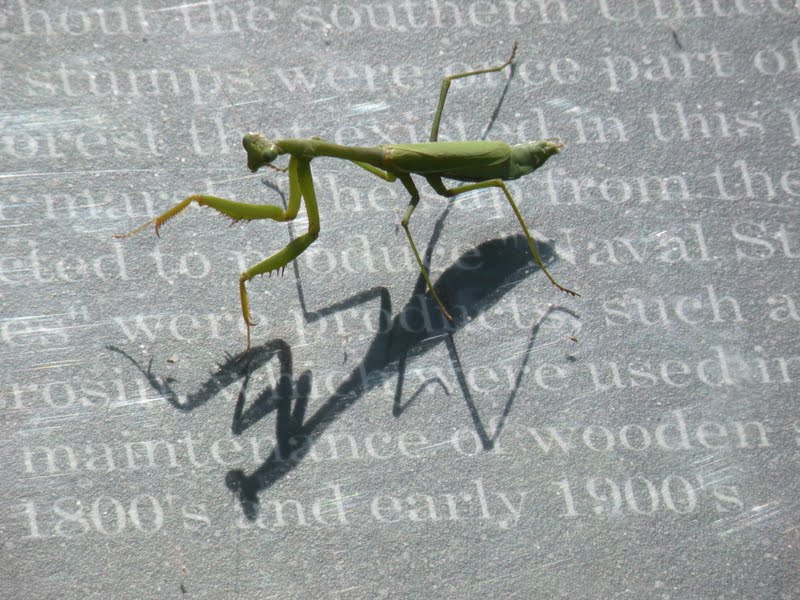 Lindsay Pindsay: Praying Mantis Embroidery