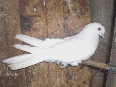 PIGEONS OF Nepal: SUPERB KAGJI........