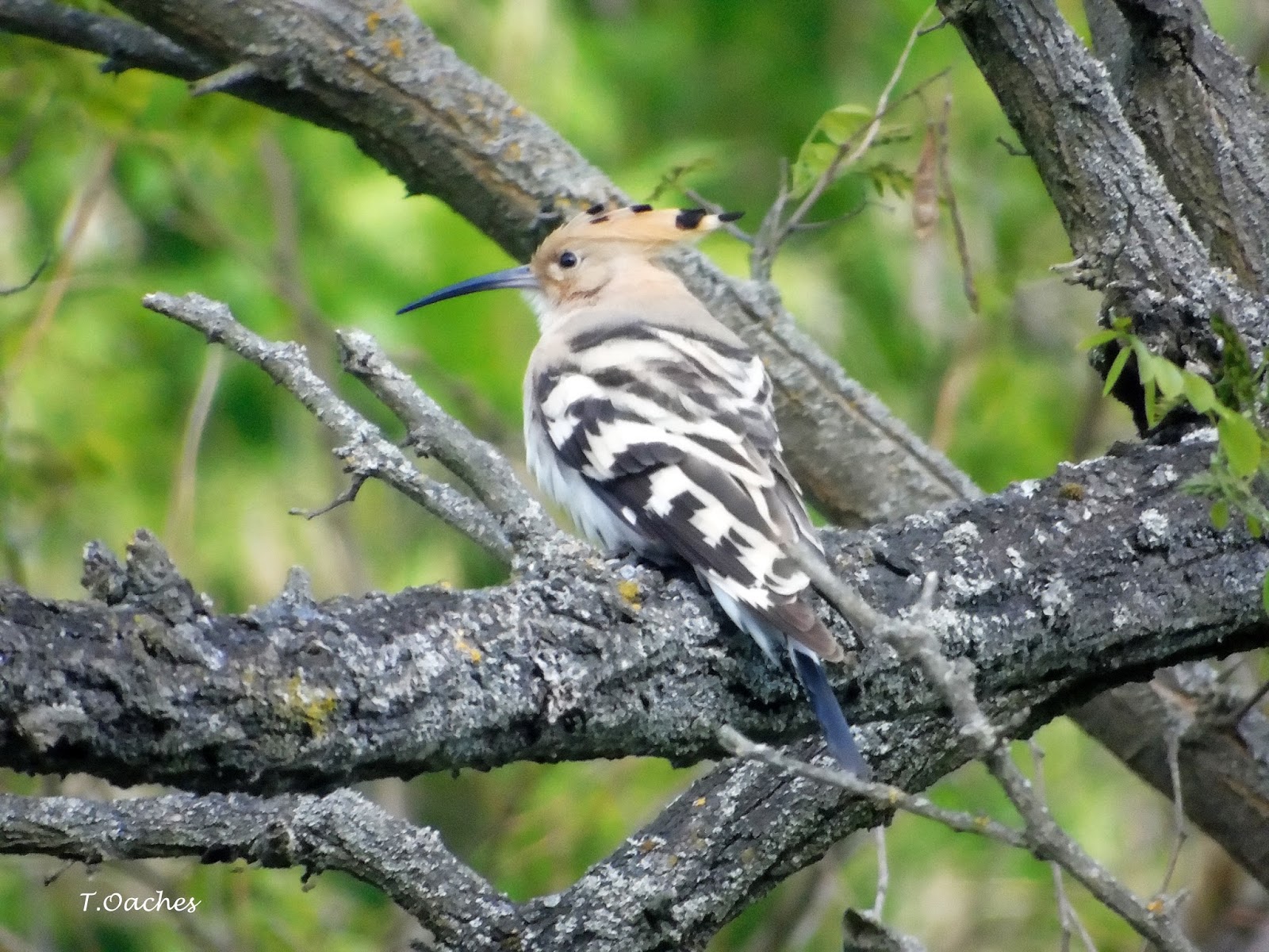 PASARI DIN ROMANIA: PUPAZA, Upupa epops