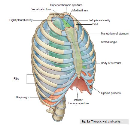 Anatomy of Thorax | Dr.EB