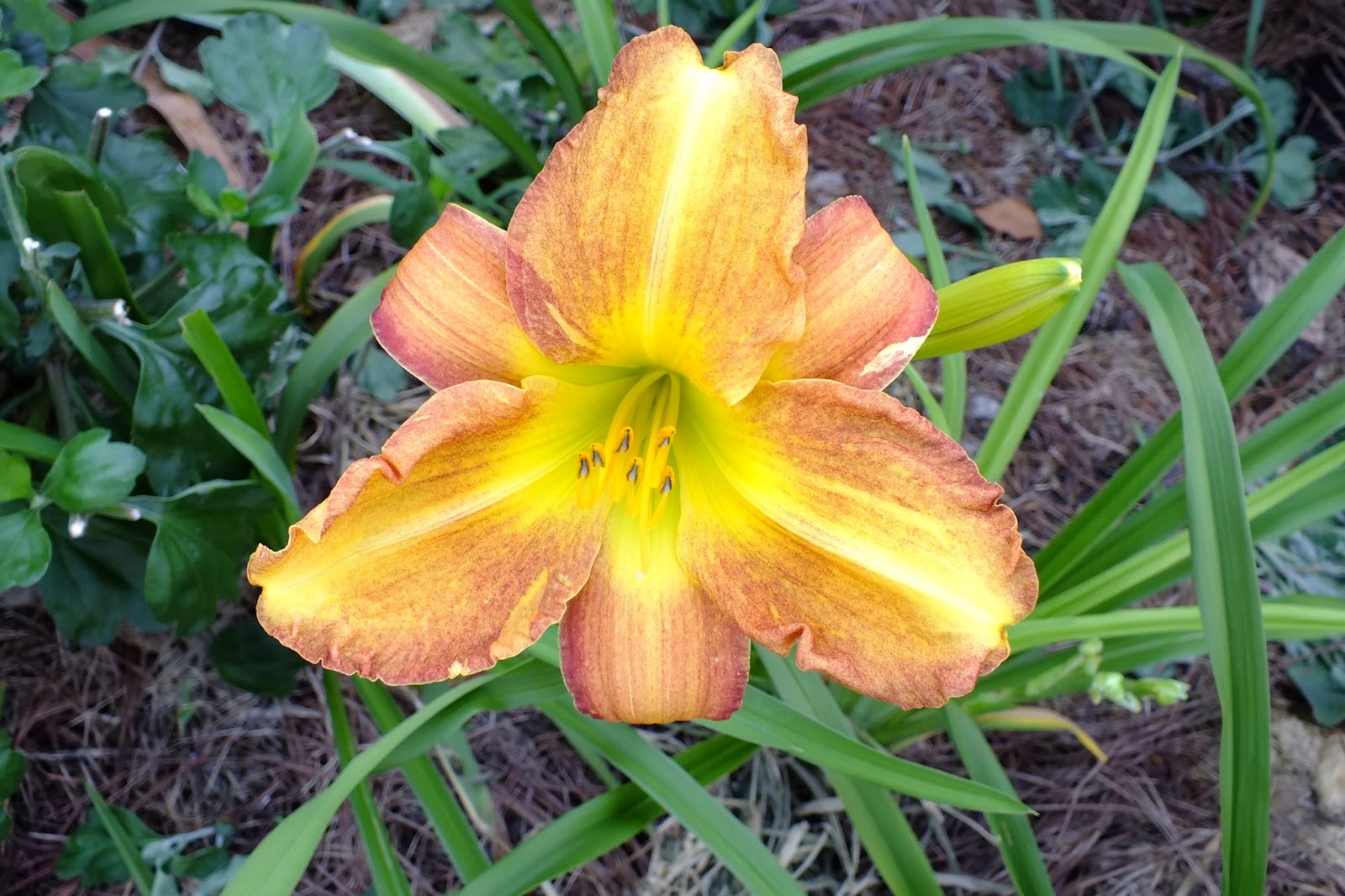 Gene's Garden: Day Lilies