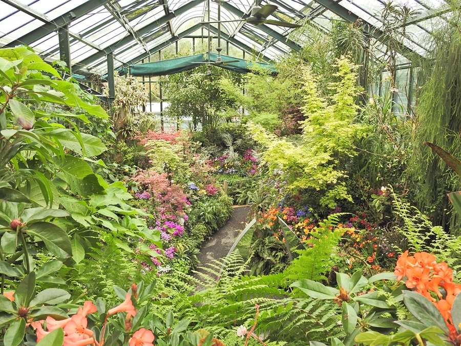 photographing New Zealand: springtime at the fernery and display houses