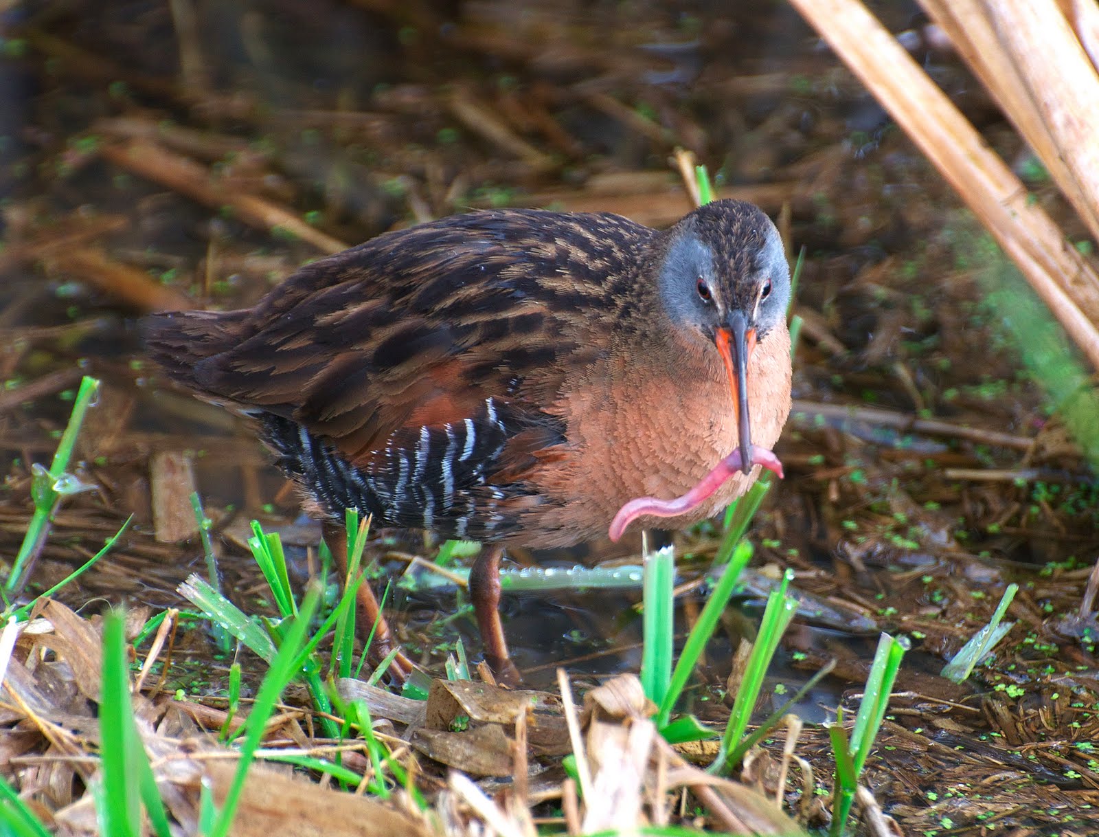 NW Bird Blog: Virginia Rail