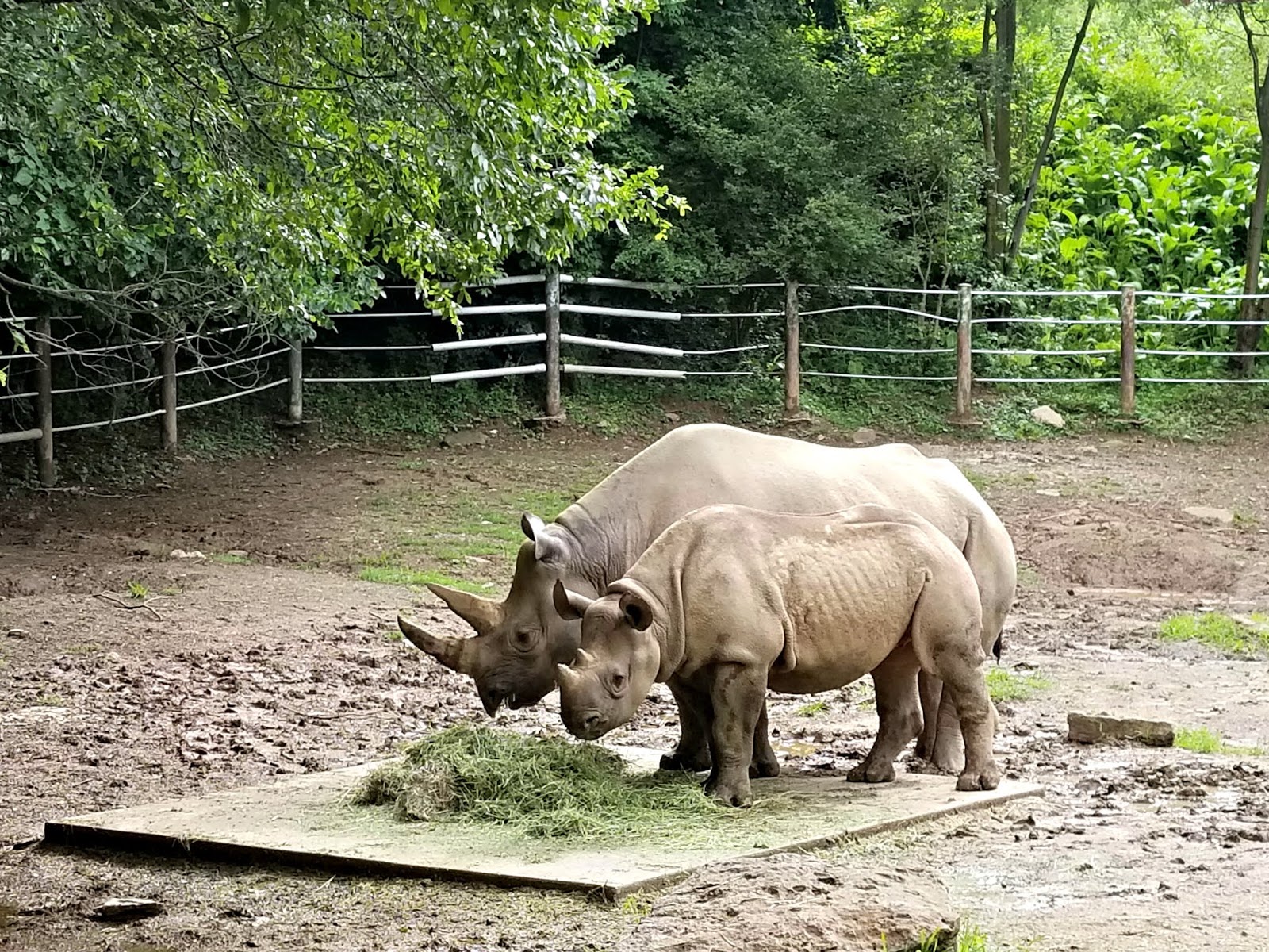 A GEEK DADDY: A YEAR FULL OF ZOO TRAVEL