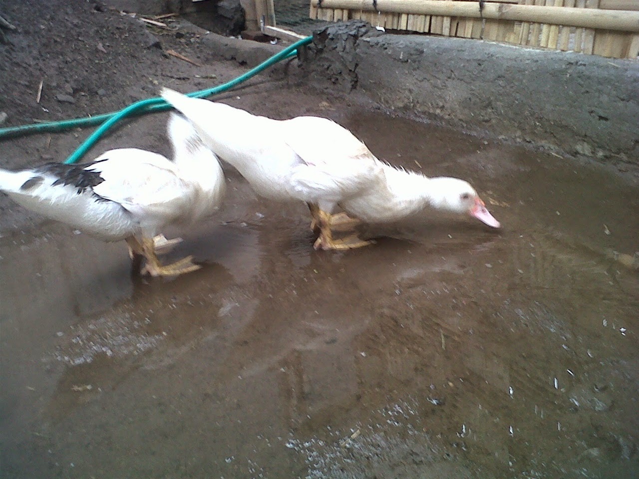 Jual Mentok Manila dan Jawa area Madiun