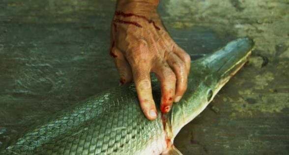 Alligator Gar Bite