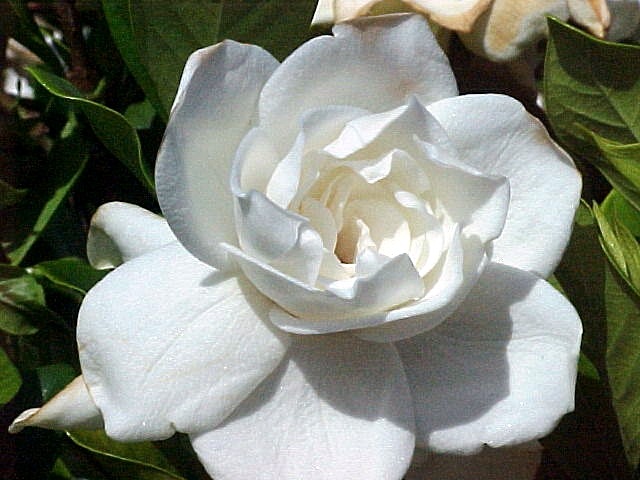 Flowers: Gardenia