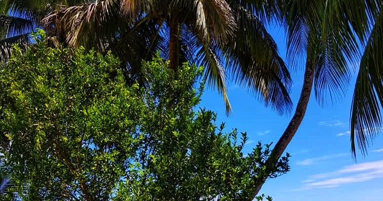 Morobe Tourism Bureau: Best of Finschhafen