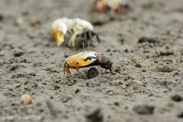 Kepiting Biola (Uca spp)