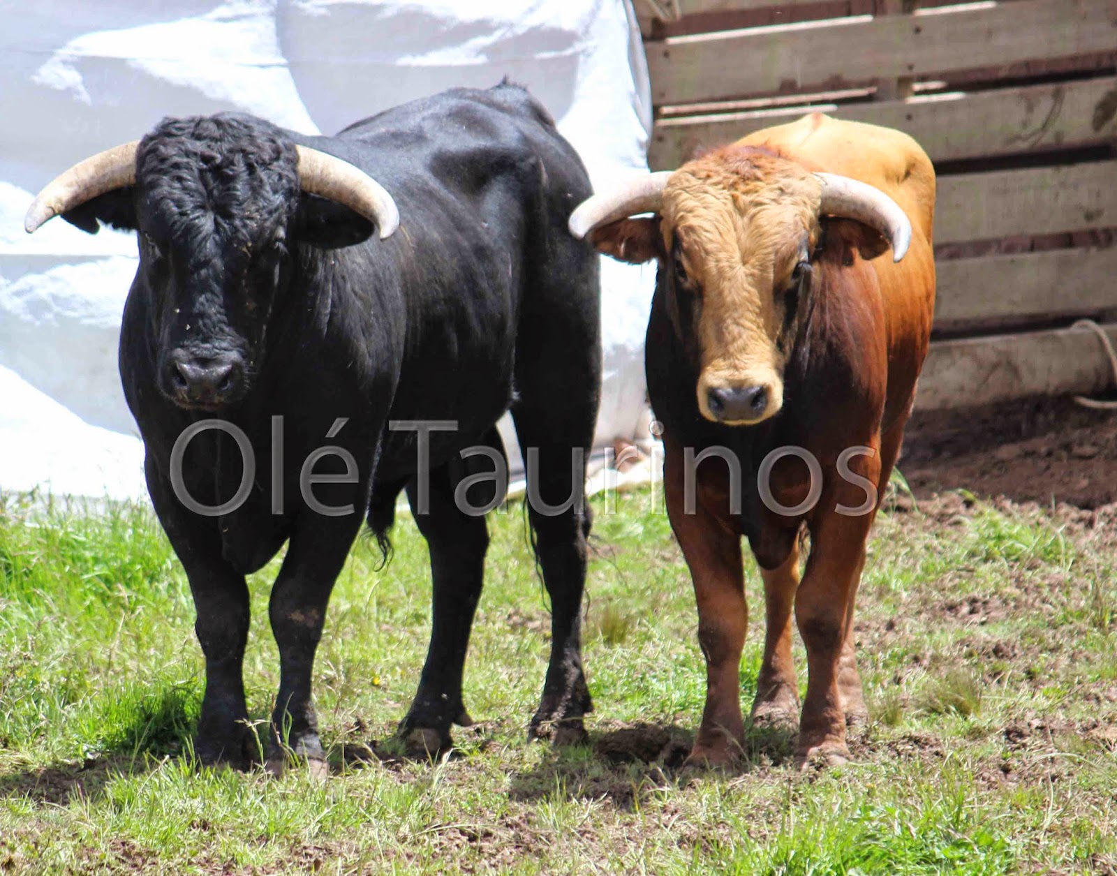 Olé Taurinos: Toros para la feria de la virgen de Candelaria- Ayaviri.Toro