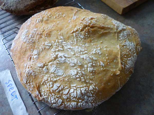 exorphin junkie: Triticale and Spelt Bread Bake-off