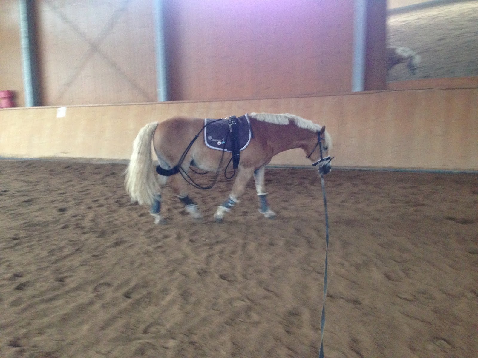Training Plans For The Broken Poney - Dressage Hafl