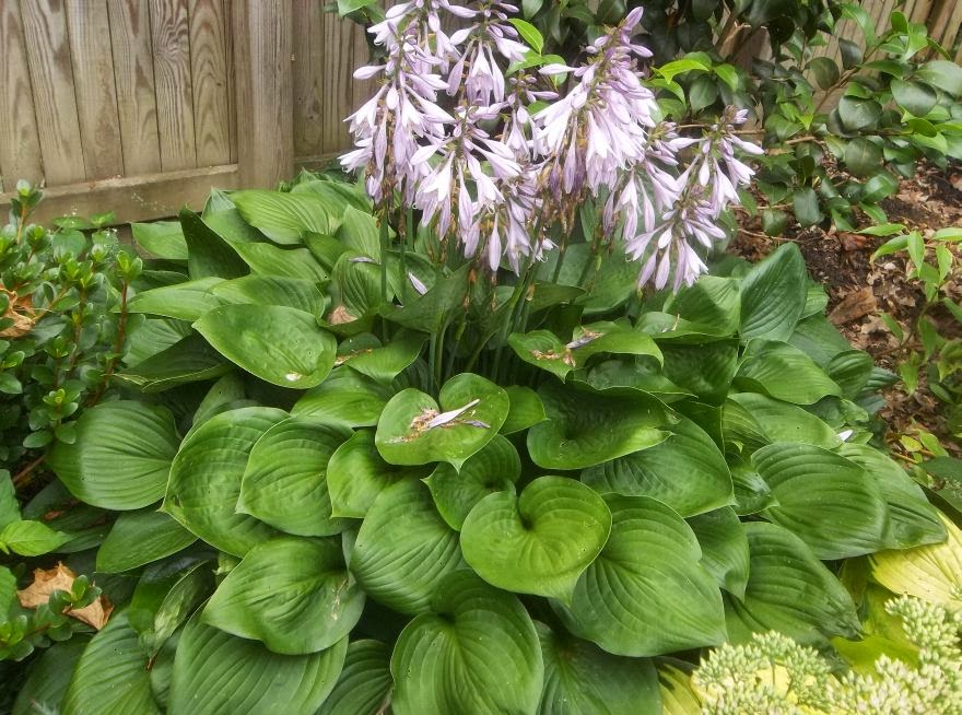 Future Plants by Randy Stewart: Hosta