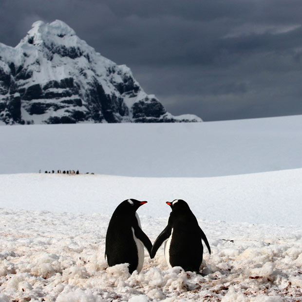 Slavenka & Obi: A penguin couple holding hands.