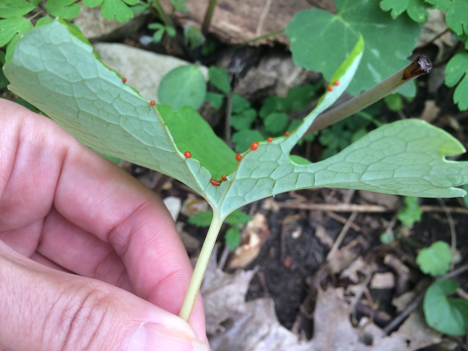 Springfield Plateau: Bloodroot Bleeding