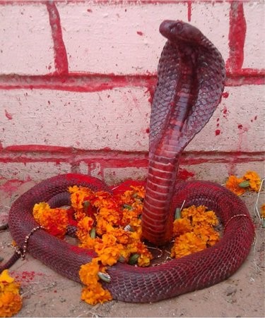 Jay Goga Maharaj: JAY GOGA