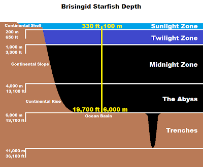 Real Monstrosities: Brisingid Starfish