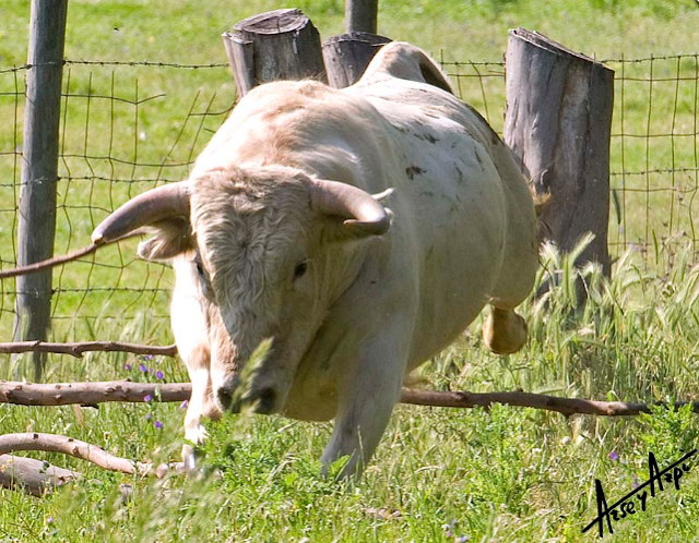 Toreo en Red Hondo: PINTAS DEL TORO DE LIDIA (4): EL TORO PERLINO