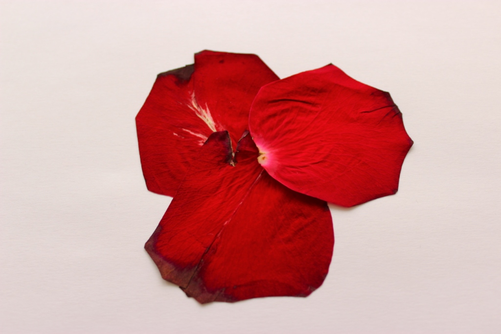 Floral And Feather Petal Pressing A Practise Floral And Feather Petal Pressing A Practise