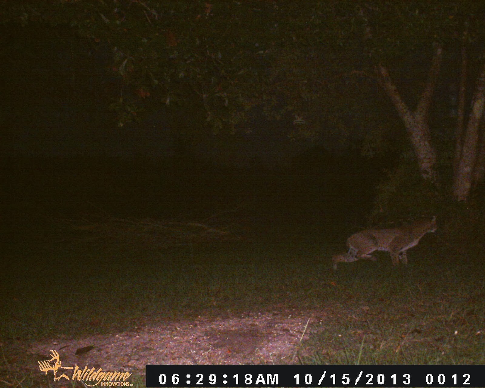 Happenings with Dom and Nan: Wild Game Camera Caught a Scary Visitor ...