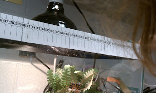 Science Gal: Measurement with meters