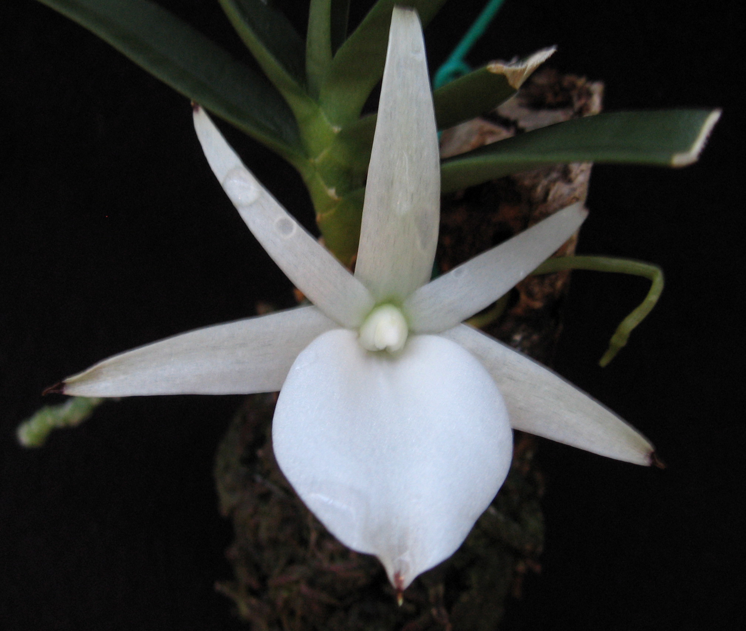 Perfume Project NW: NIGHT-FRAGRANT ORCHID: ANGRAECUM DIDIERI