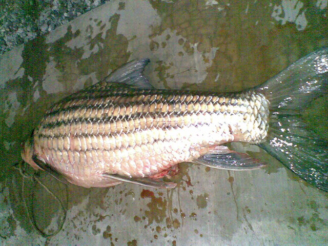 Taufik: King of Temoleh!!