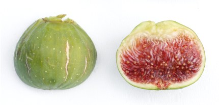 Angelique Fig - Var Tin