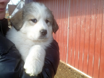 Rural Revolution: Puppy love